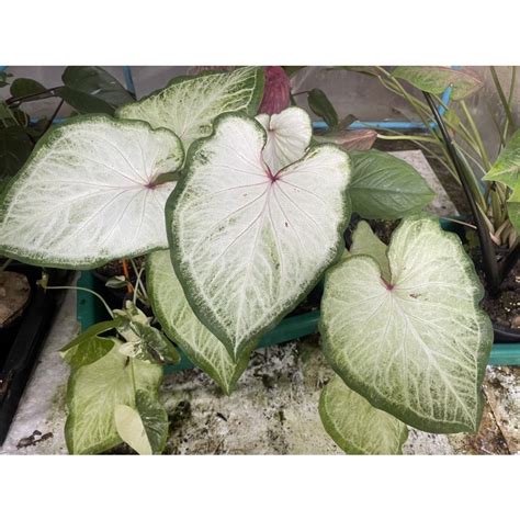 บอนสี บ่อเงิน บอนสี บอนสีบ่อเงิน บอยสีราชินีแห่งไม้ใบ สวยๆ Nakhonbornsri Thaipick