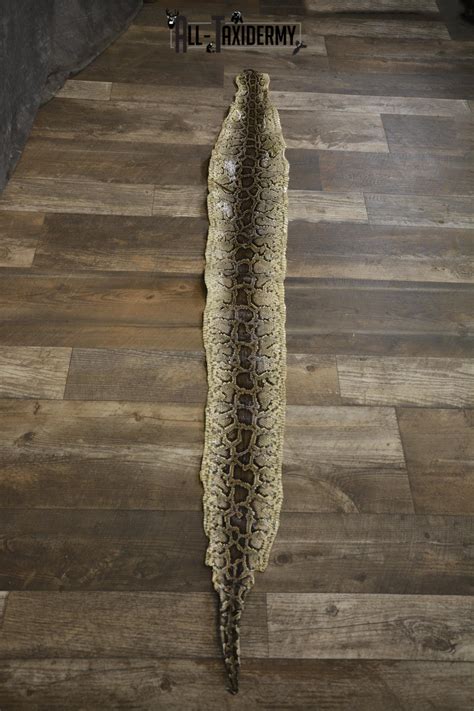 Reptile All Taxidermy