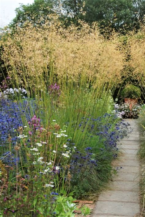 Buy Golden Oats Giant Feather Grass Stipa Gigantea Free Shipping