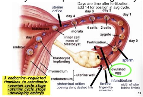 Endo Female Reproductive Endocrine Embryo Development And Pregancy