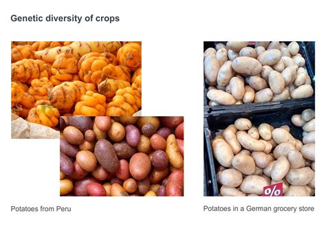 Genetic Diversity Examples
