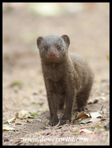 Dwarf Mongoose DeWetsWild