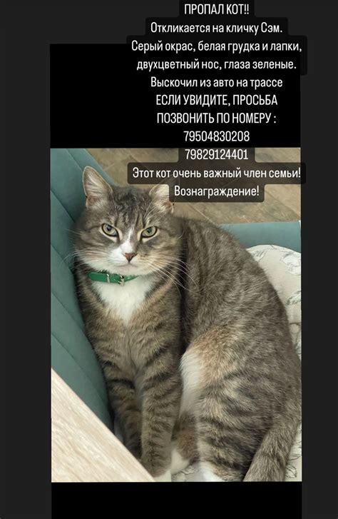 Потеряли члена семьи Пикабу