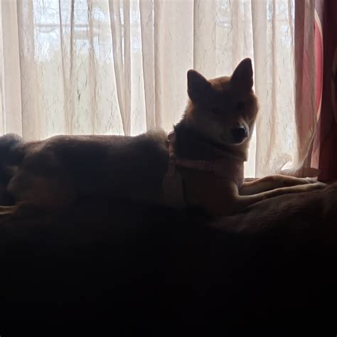 Rachel Schofield Youtube