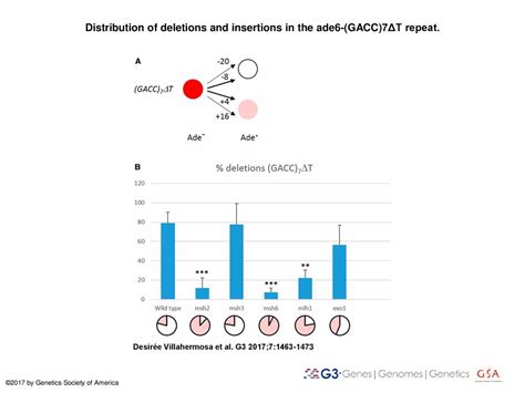 Distribution Of Deletions And Insertions In The Ade6 Gacc 7Δt Repeat