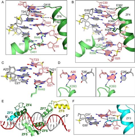 ctcf zfs 4 7 and zf3 sequence specifically recognize pcdh enhancer cbs