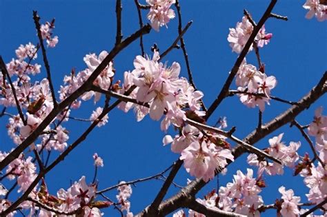 風のまち「えりも」観光ナビ｜ 庶野さくら公園