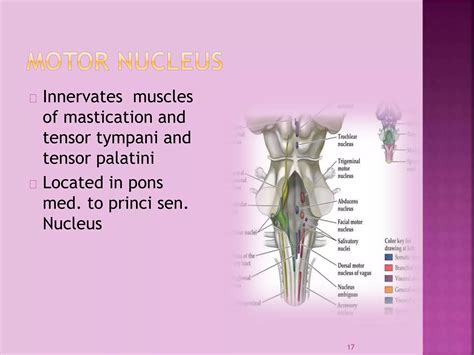 Trigeminal Nerve And Its Importance In Max Fac Surgery Pptx