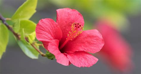 How To Get Rid Of Aphids On A Hibiscus The Garden Magazine