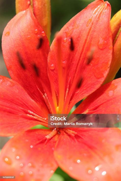 호랑이 백합 꽃입니다 릴리움 란시 폴리움 여름날 정원에서 아름다운 오렌지 별구경꾼 릴리 릴리움 티그리눔 오렌지 백합이 닫힙니다 릴리움 란시 폴리움 꽃 배경입니다 열대