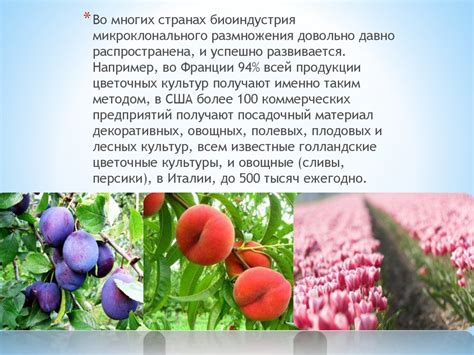 Биотехнологии в сельском хозяйстве - презентация онлайн
