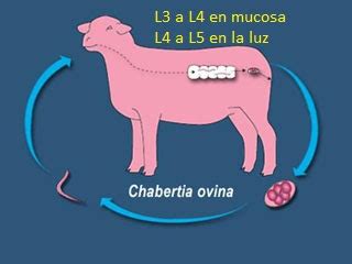 Trichuris Trichuris