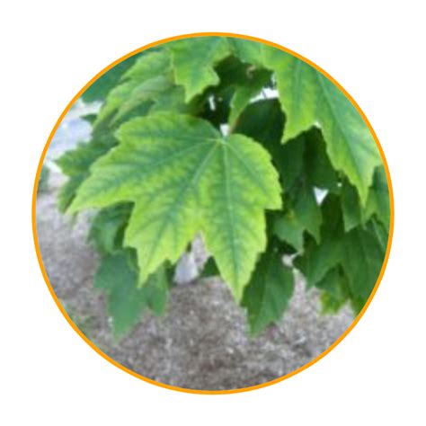 Nutrient Injections Gfli