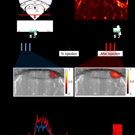The Promotion Of The Functional Hyperemia By Tpa Is Not Restricted To