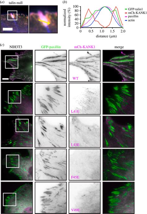 Point Mutations In Kank1 Abolish Adhesion Localization A Talin Null