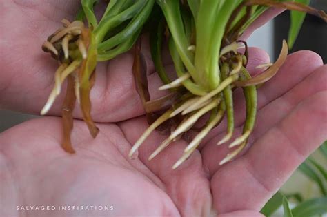 How To Propagate Spider Plants Salvaged Inspirations