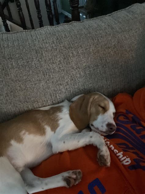 This Is Max He Loves To Fall Asleep On Me Now Im Stuck Lol R Aww