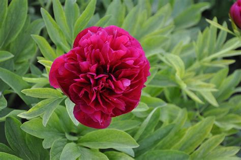 Pion Flower Spring Free Photo On Pixabay Pixabay