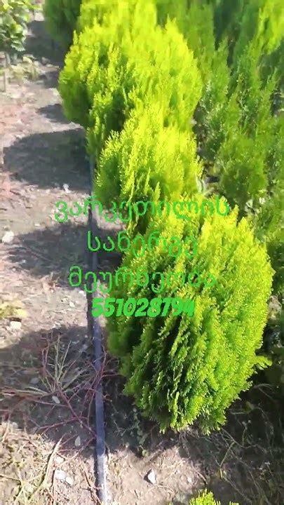 გვაქვს დეკორატიული და ღობის ტუია 60 90 სმ მწვანე და ოქროსფერი მწვანე