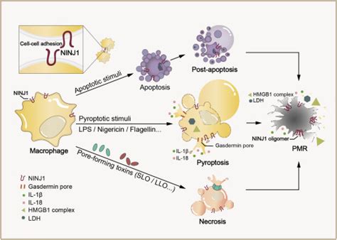 Ninj1 Rupturing Swollen Membranes For Cataclysmic Cell Lysis Molecular Cell