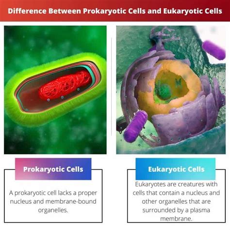 Prokaryotic Cells Vs Eukaryotic Cells Difference And Comparison