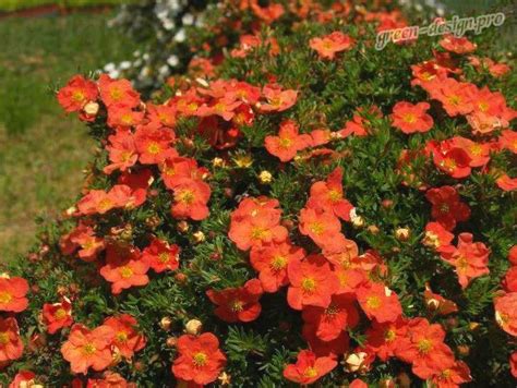 Садовые цветы, которые цветут все лето: названия, фото и описание ...
