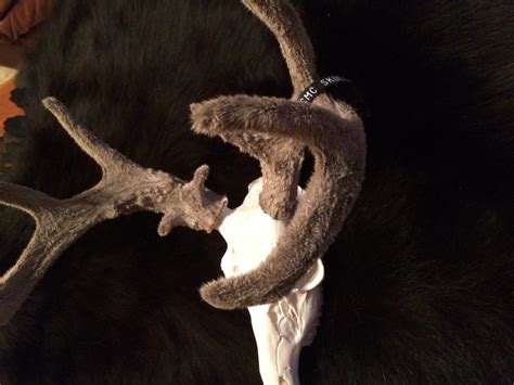 Real Velvet European Mounts Taxidermy Discussion