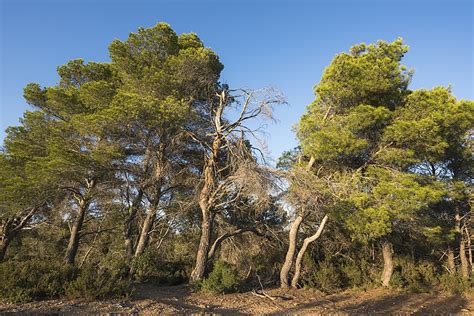 Pinus Halepensis Wikipedia