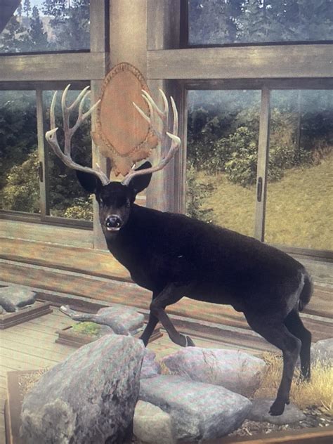 Melanistic Mule Deer Video Truracs Mule Deer Hunting Albino