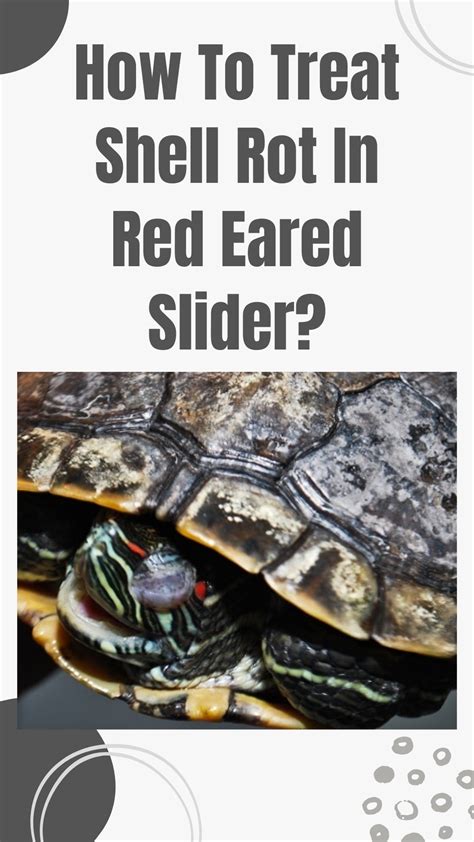 How To Treat Shell Rot In Red Eared Slider Red Eared Slider Slider Turtle Red Eared Slider