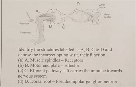 Identify The Structures Labelled As A B C D And Choose The Incorrect