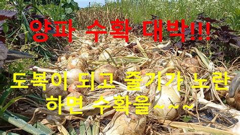 텃밭 농사 148 양파 수확 굵기가 대박~~ Youtube