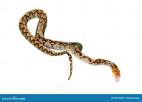 reticulated python isolated stock image image of carnivore copy