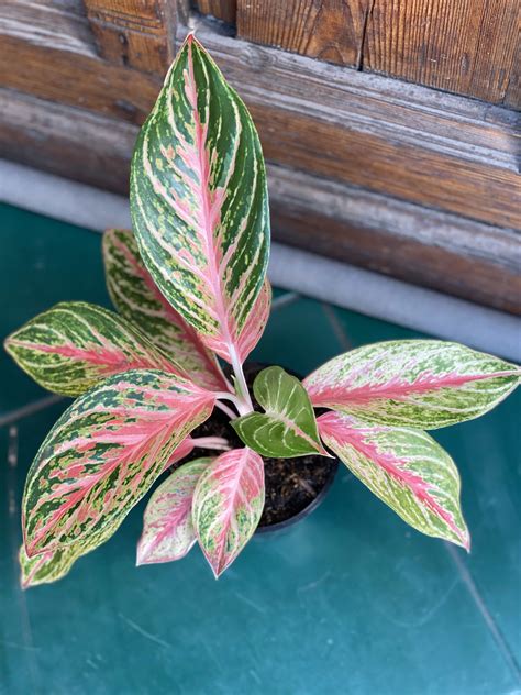 Aglaonema Ruby