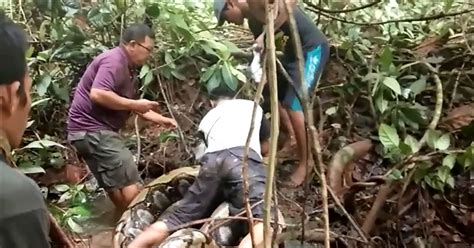 Blaze Trends On Linkedin Bodies Found In Pythons Stomach In Indonesia