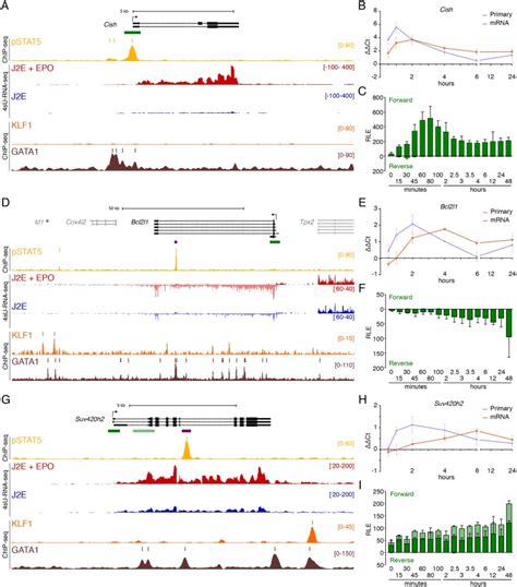 Direct Targets Of Pstat5 Signalling In Erythropoiesis Pmc