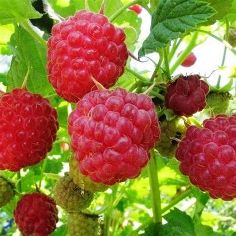 Малина купить. Цена малины. Купить малину. Купить саженцы малины.