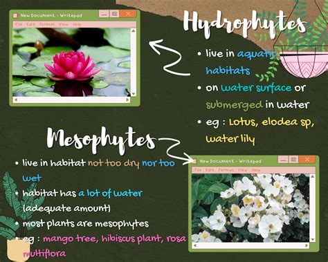 Mesophytes Definition Scotoactive Stomata Occur Ina Succulent