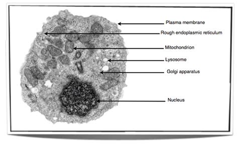 Ib Biology Notes 23 Eukaryotic Cells