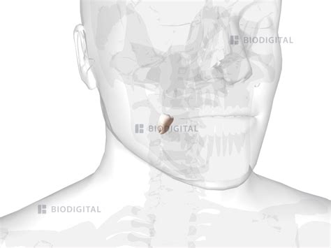 Right Mandibular Third Molar Biodigital Anatomy