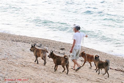 Ryukyu Ken Okinawa Nature Photography