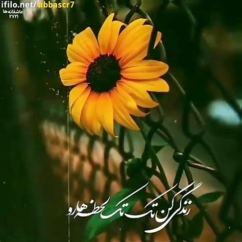 مصطفی راغب خواننده معروف