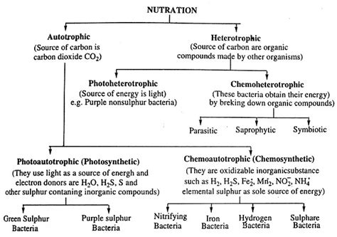Nutrition In Bacteria Classification ~ Sciences World