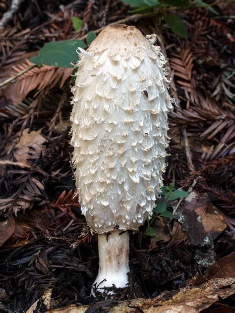 California Fungi Coprinus Comatus