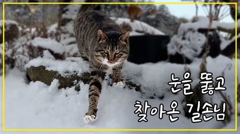 갑자기 몰아닥친 한파와 폭설에 눈을 뚫고 찾아온 길고양이 Youtube