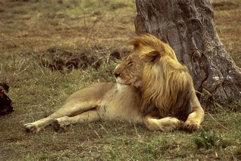 Leone - WikiFur