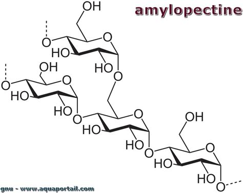 Amylopectine : définition et explications