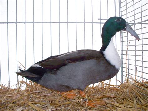 How To Sex A Duck The Happy Chicken Coop