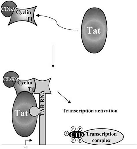 Journal Of Cellular Physiology Cell Biology Journal Wiley Online