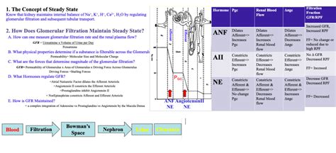 3 4 Glomerulus Filtration And Steady State Diagram Quizlet
